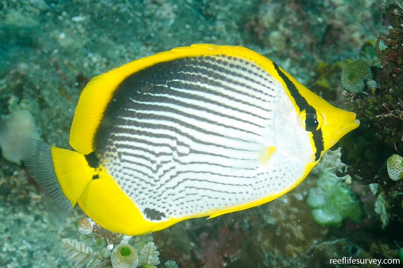 Chaetodon melannotus - Black-back Butterflyfish | ReefLifeSurvey.com