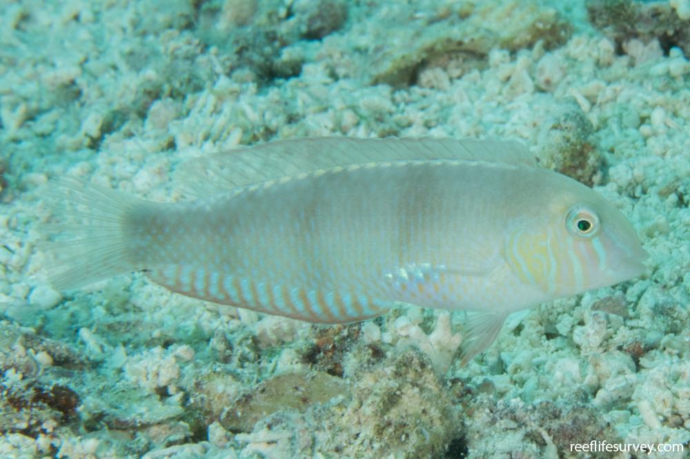 Xyrichtys Novacula Pearly Razorfish Reef Life Survey
