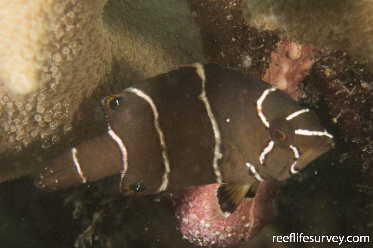 Epibulus insidiator - Slingjaw Wrasse | ReefLifeSurvey.com