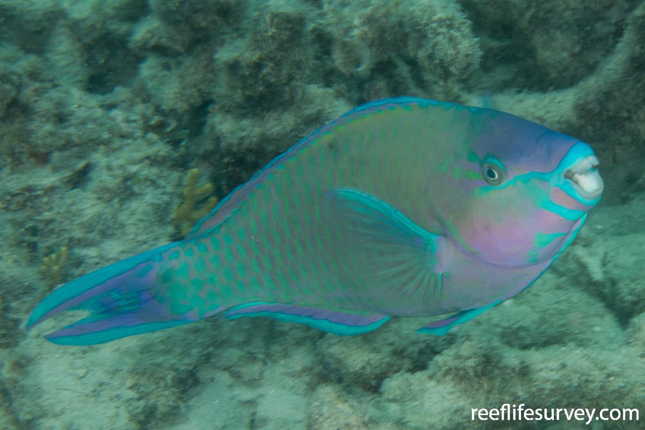Scarus psittacus - Palenose Parrotfish | ReefLifeSurvey.com
