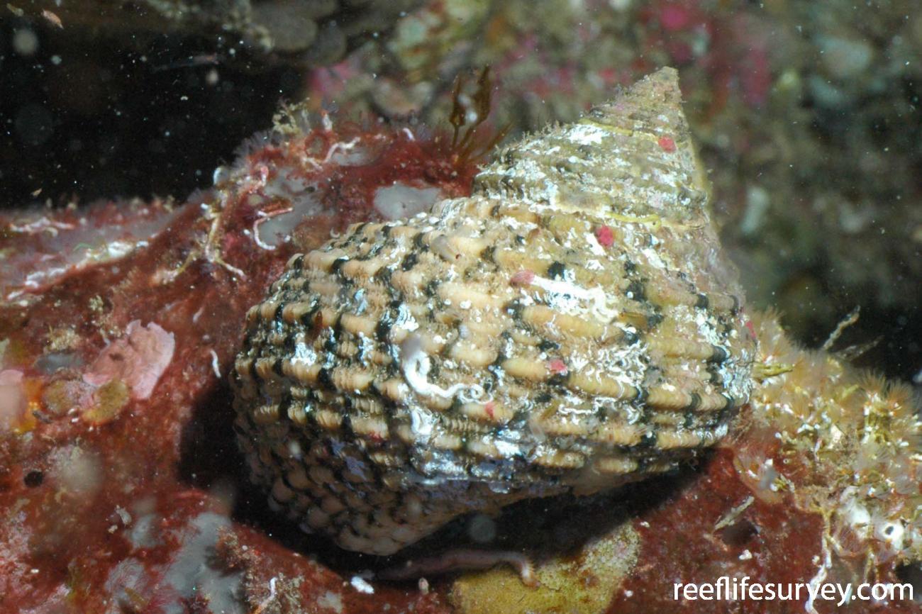 Turbo kenwilliamsi - | ReefLifeSurvey.com
