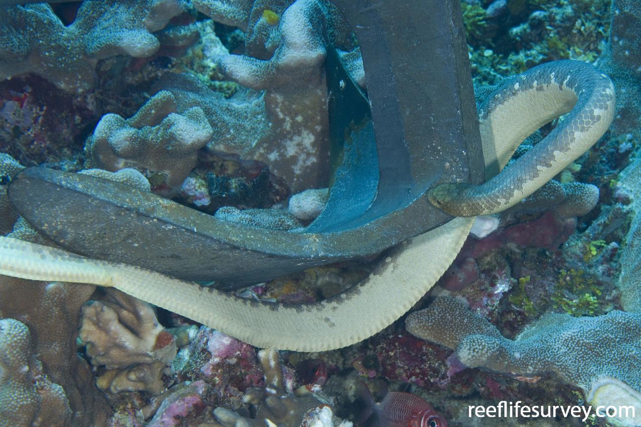 Aipysurus laevis - Golden Seasnake | ReefLifeSurvey.com