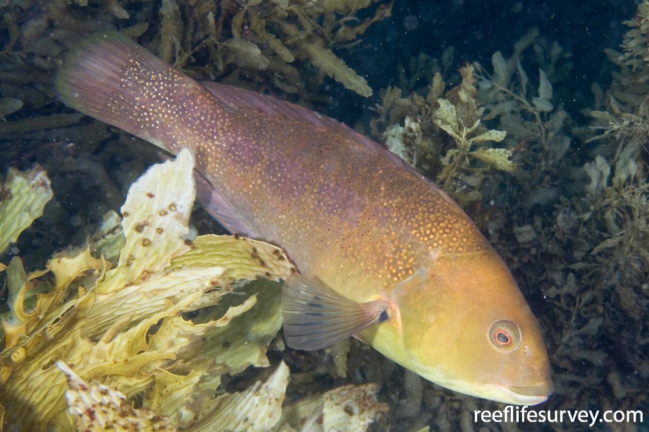 Notolabrus parilus - Brown-spotted Wrasse | ReefLifeSurvey.com