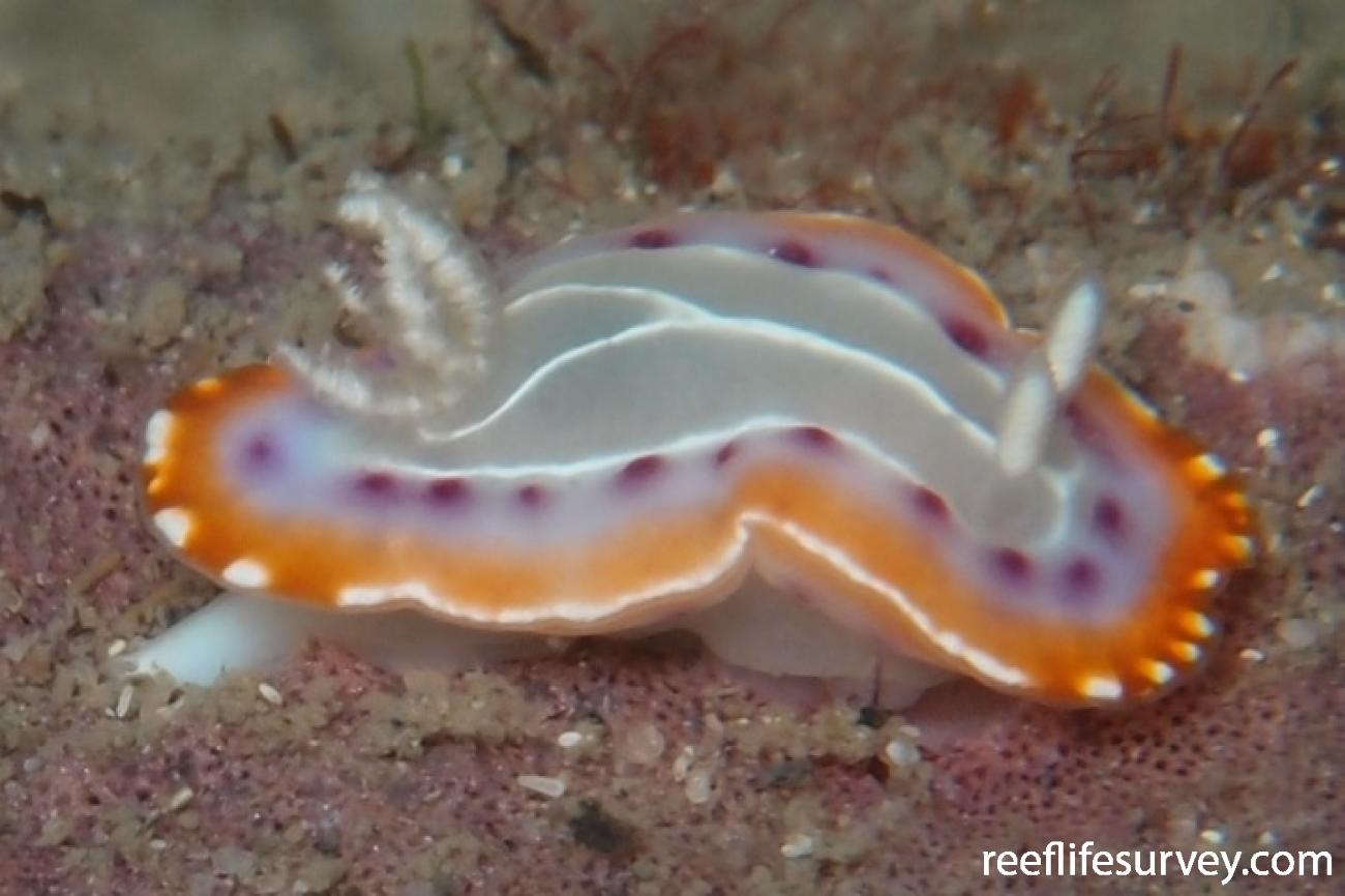 Goniobranchus decorus - | ReefLifeSurvey.com