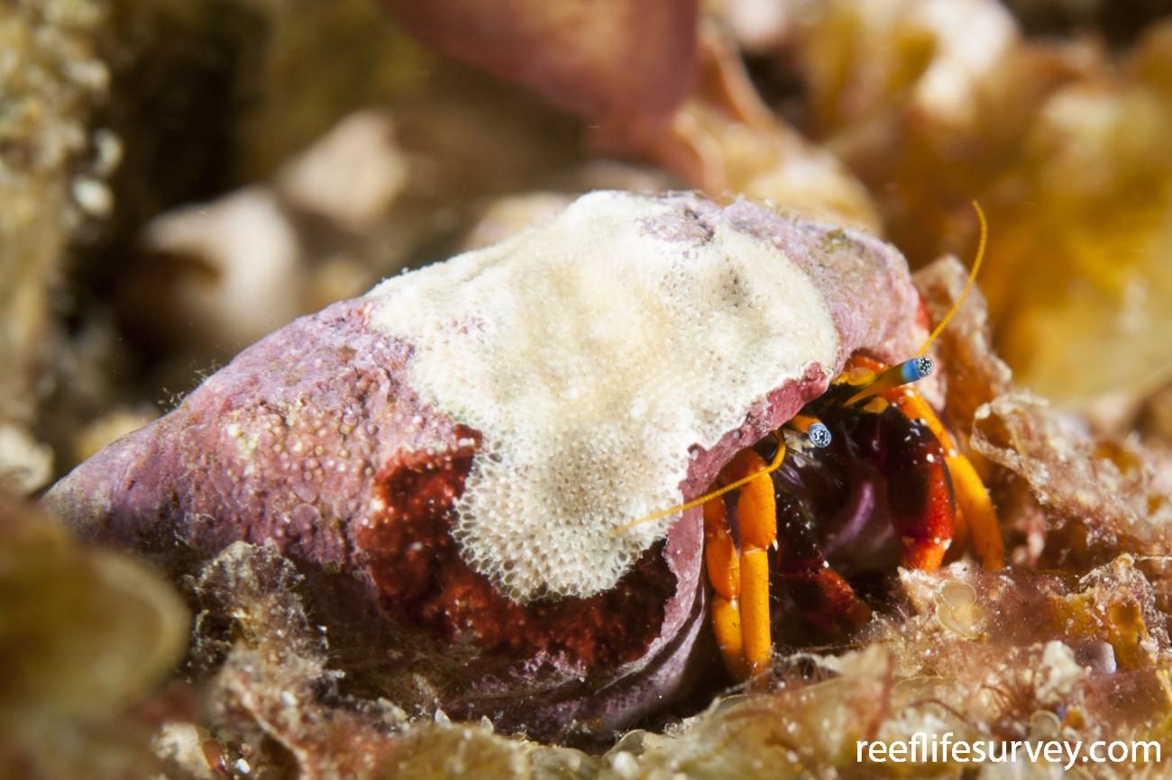 Calcinus gaimardii - | ReefLifeSurvey.com