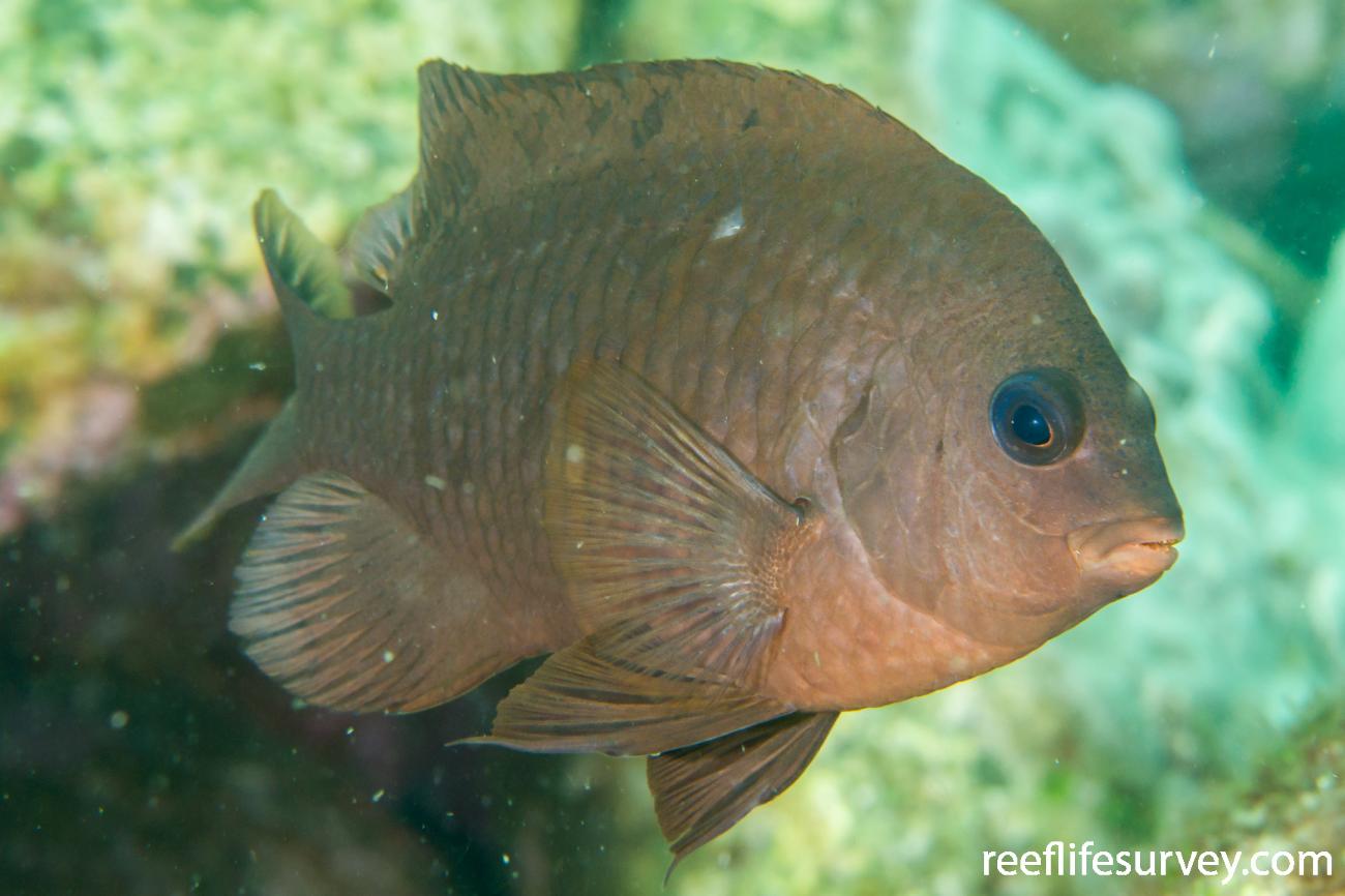 Stegastes rectifraenum - Cortez Damselfish | ReefLifeSurvey.com