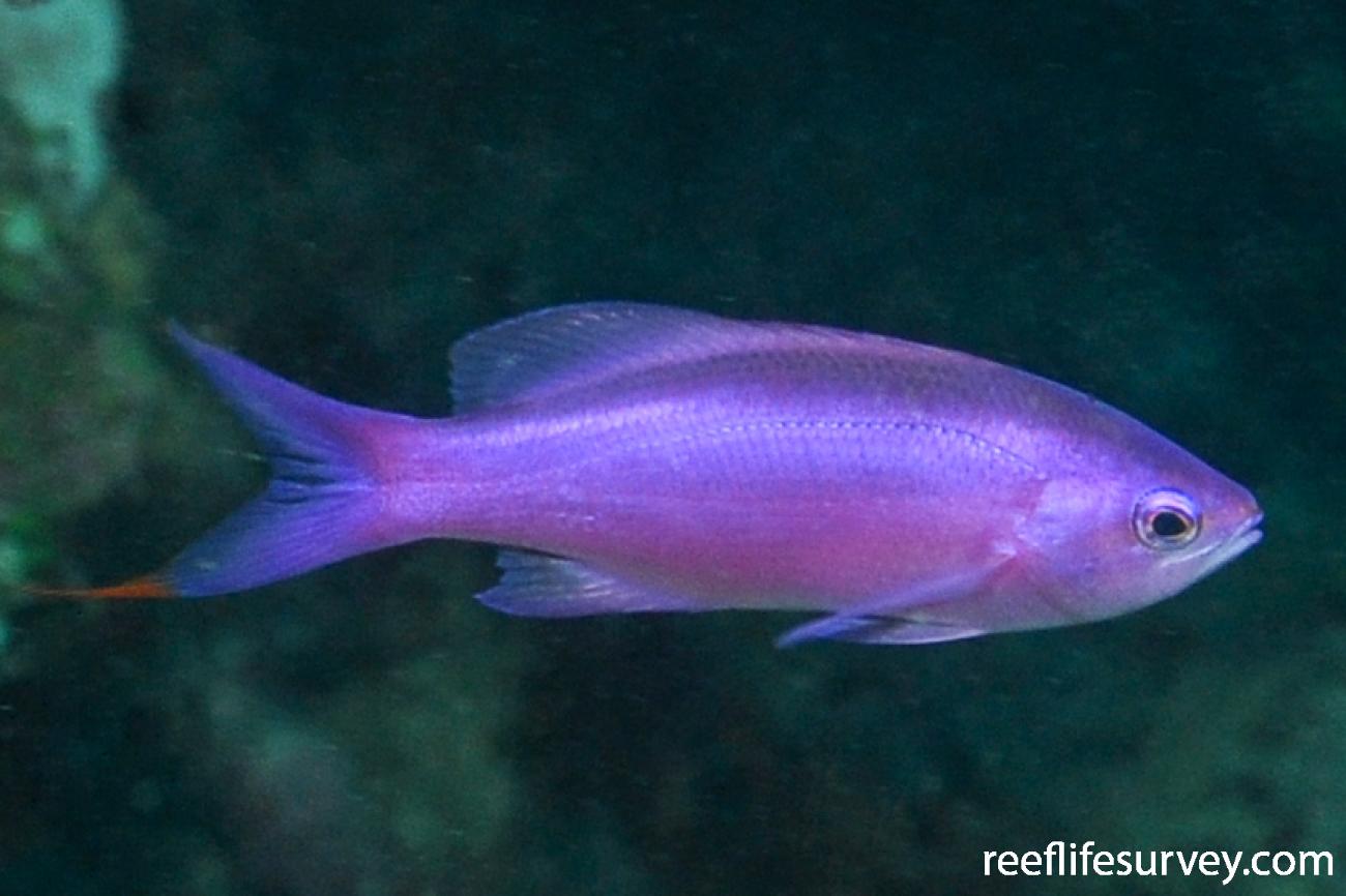 Pseudanthias pascalus - Sailfin Queen | ReefLifeSurvey.com