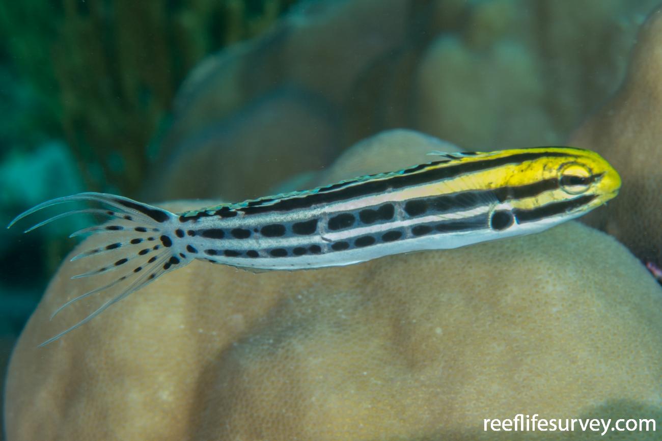 Meiacanthus grammistes - Striped Fang-blenny | ReefLifeSurvey.com