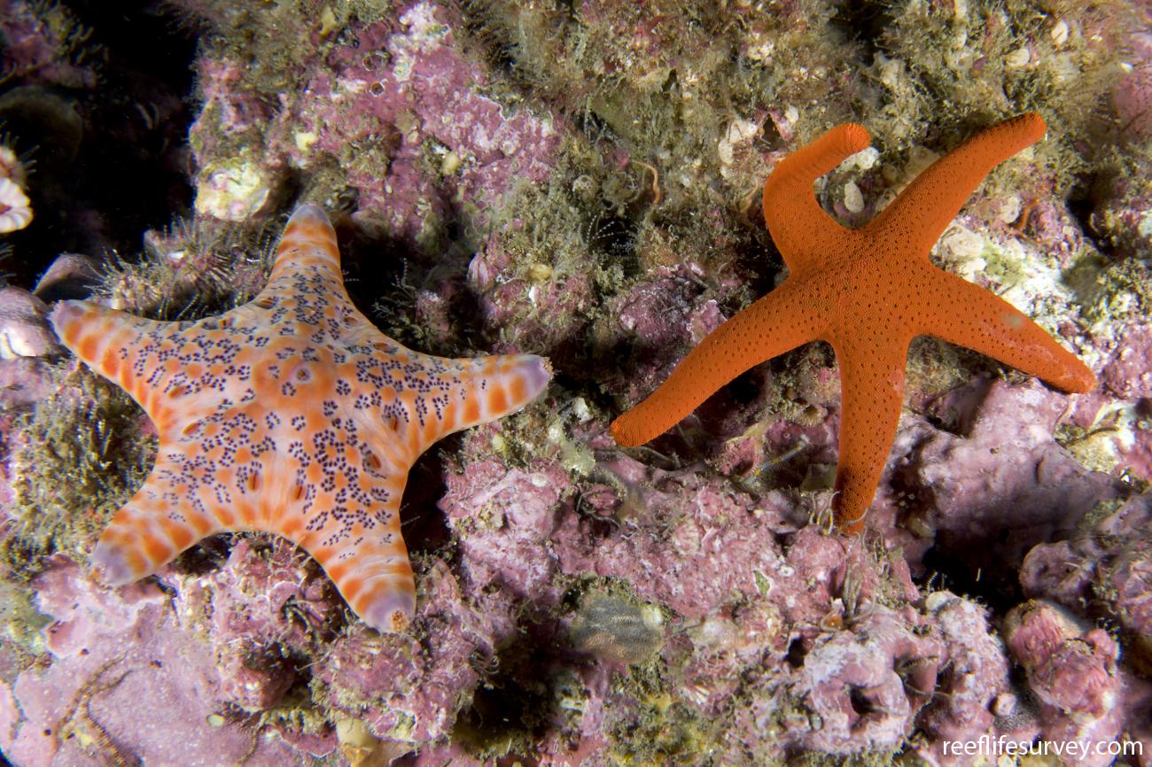 Fromia polypora - Many-spotted Seastar | ReefLifeSurvey.com