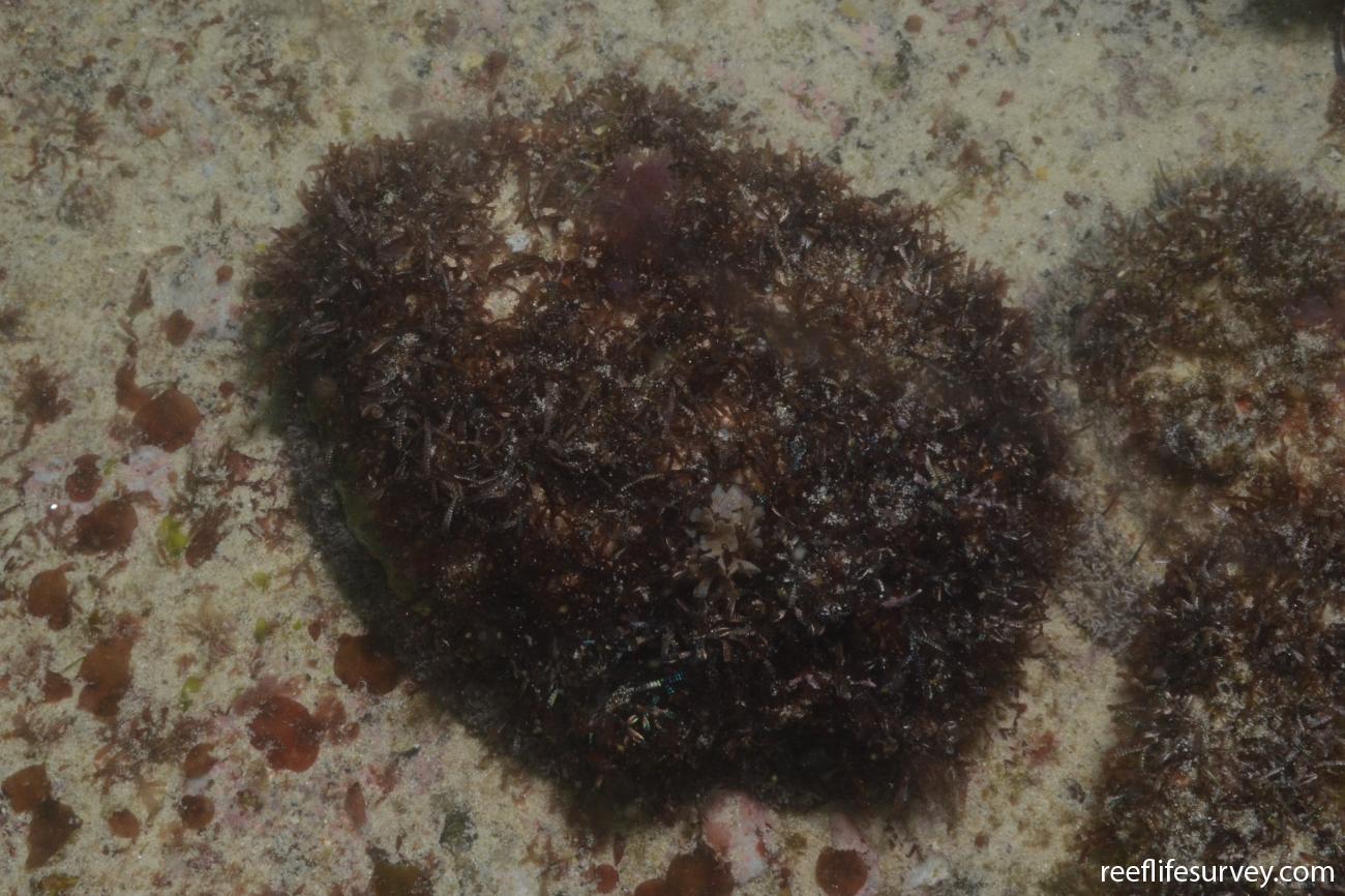 Haliotis midae - Perlemoen Abalone | ReefLifeSurvey.com