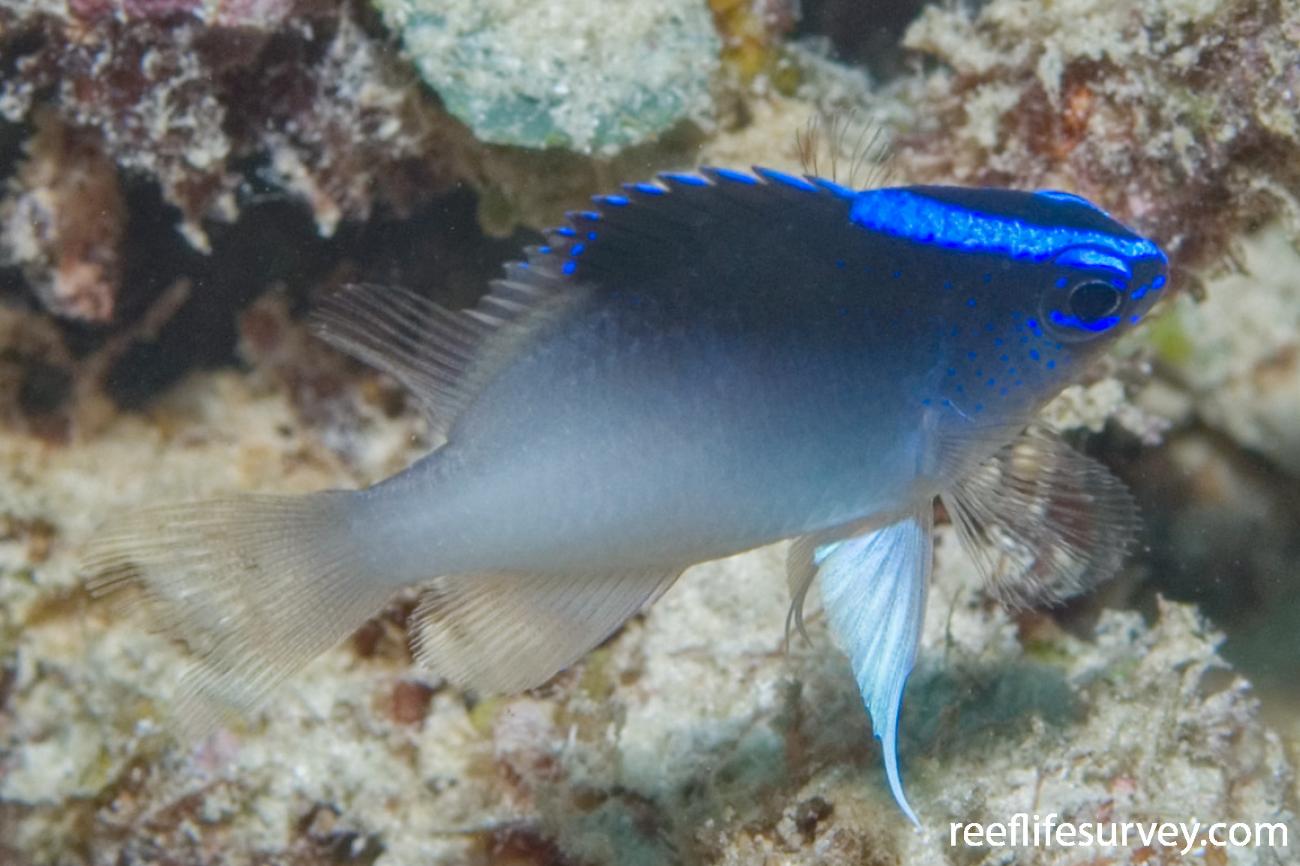 Chrysiptera rollandi - Bluehead Demoiselle | ReefLifeSurvey.com