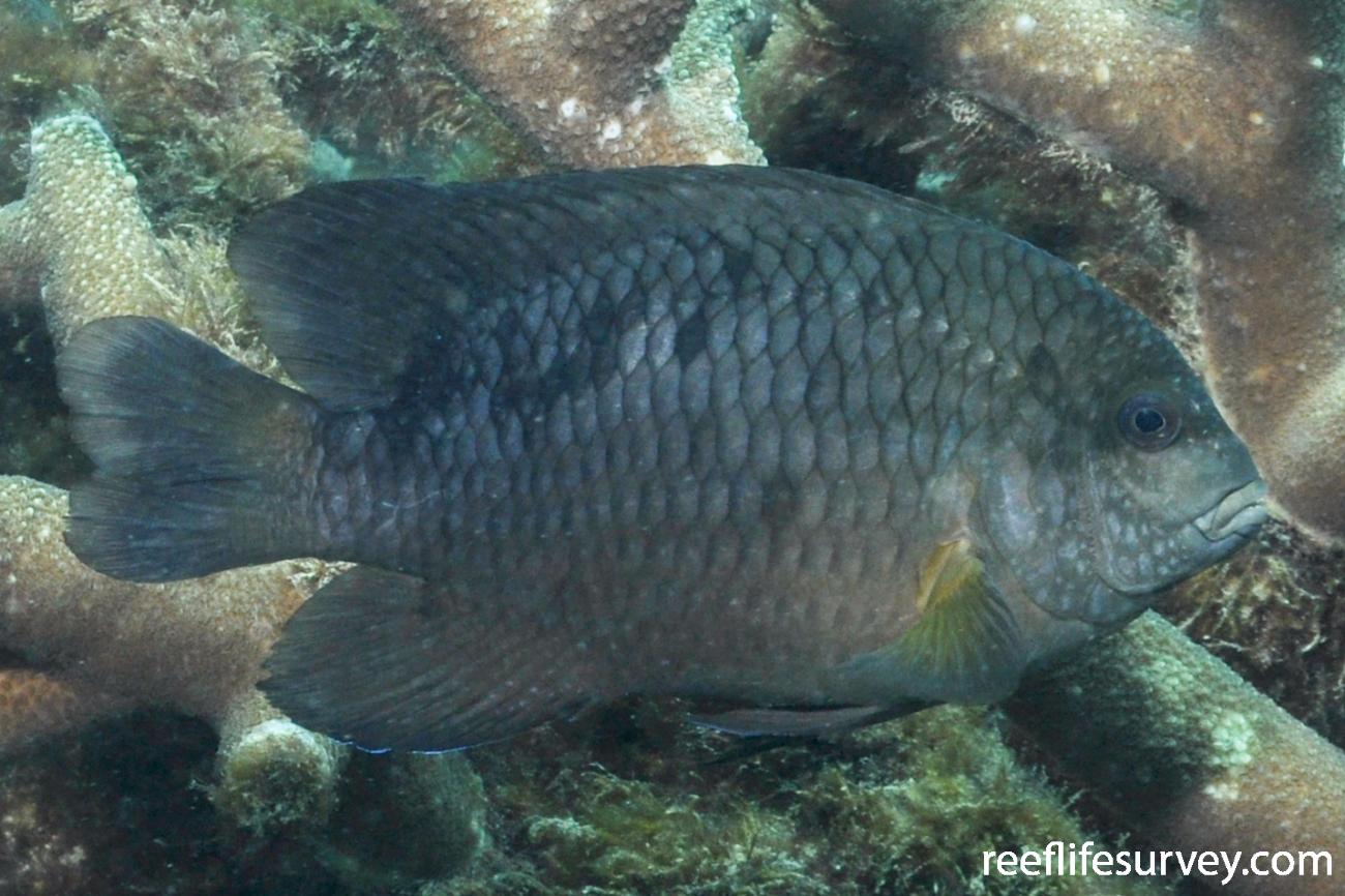 Stegastes punctatus - Bluntsnout Gregory | ReefLifeSurvey.com