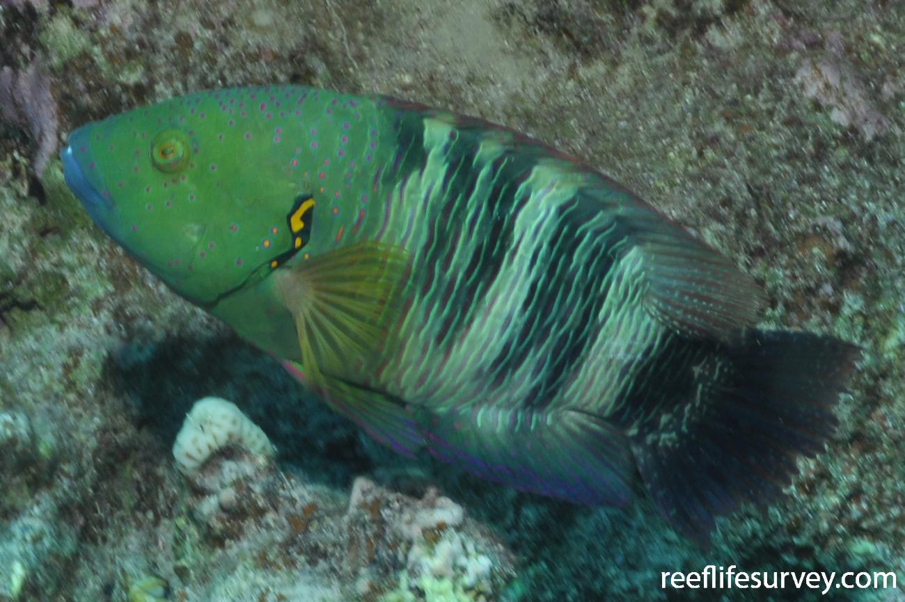 RLS | Cheilinus lunulatus