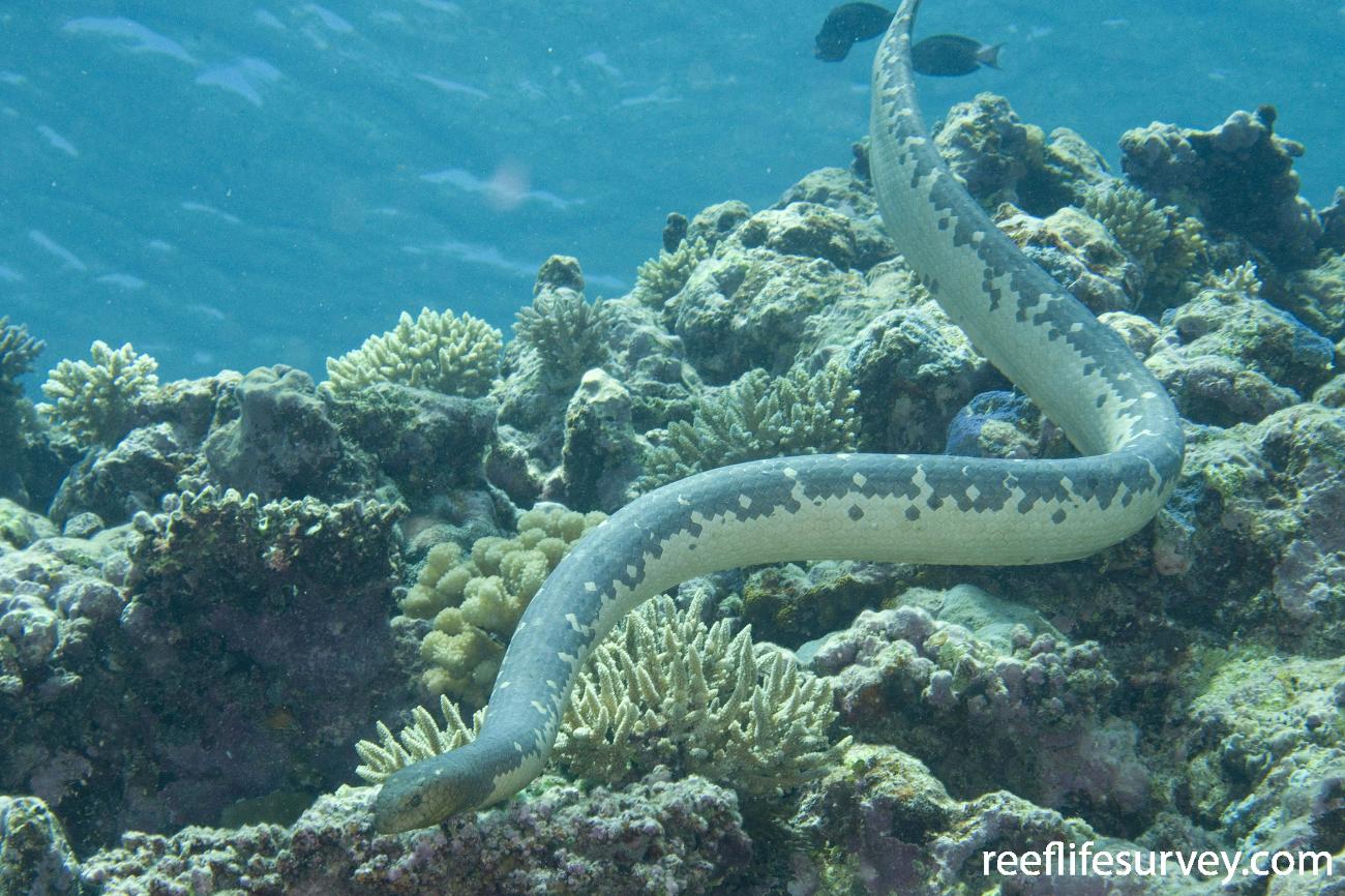 Aipysurus laevis - Golden Seasnake | ReefLifeSurvey.com