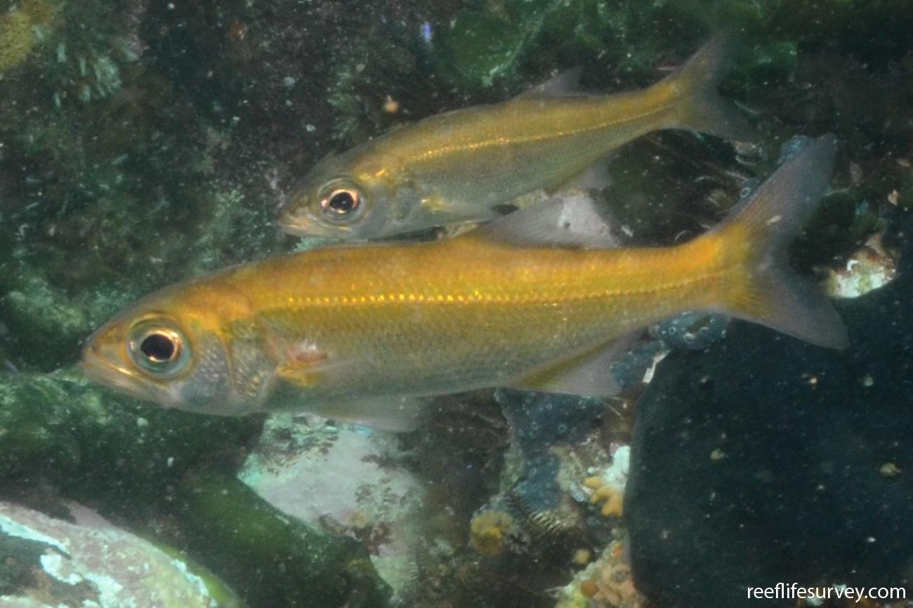Scombrops boops - Gnomefish | ReefLifeSurvey.com