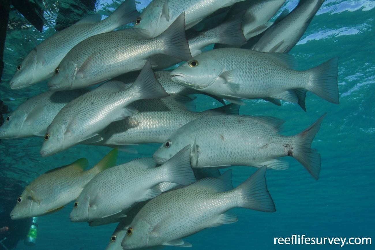 Lutjanus griseus - Grey Snapper | ReefLifeSurvey.com