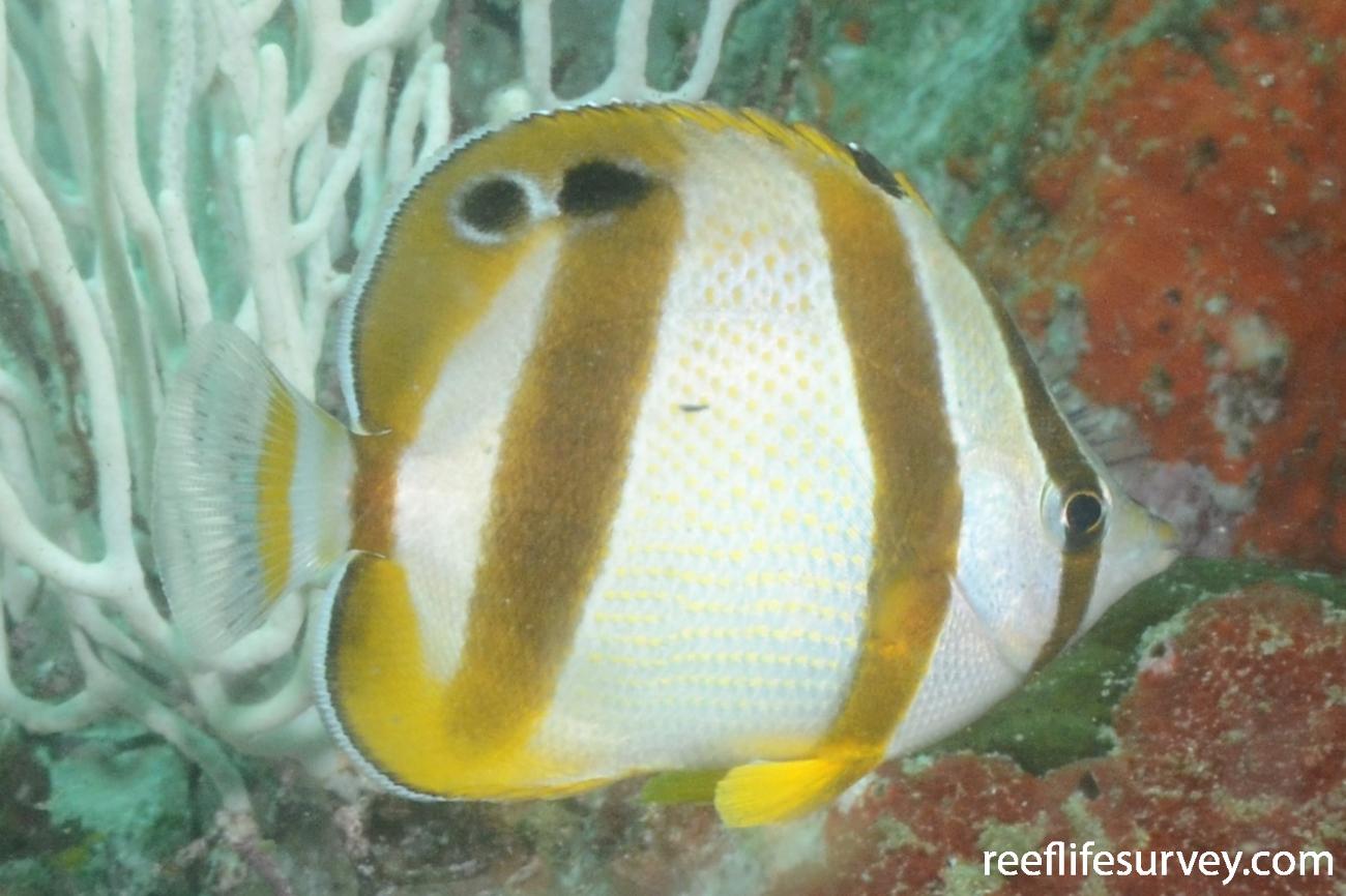Chaetodon marleyi - Doublesash Butterflyfish | ReefLifeSurvey.com