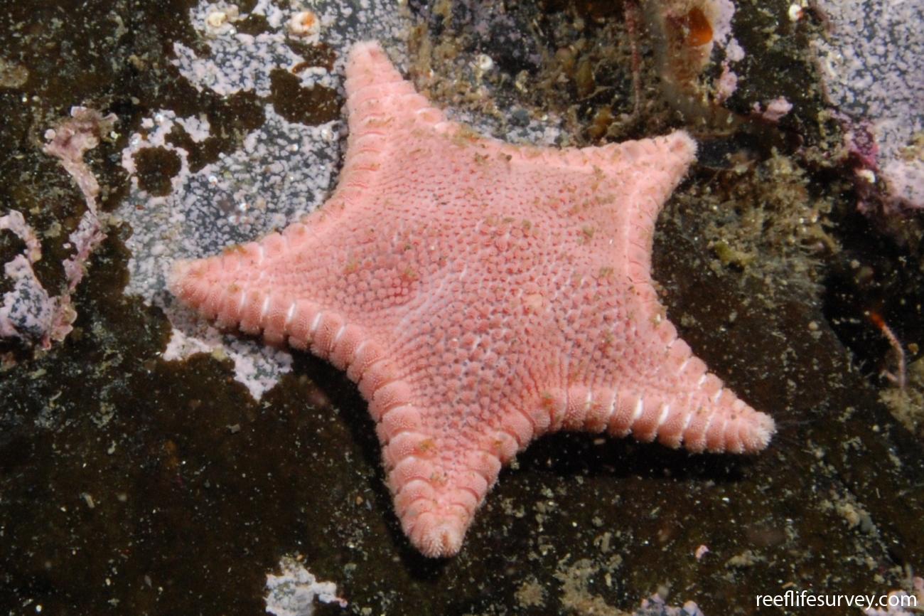 Odontaster penicillatus - Tooth Star | ReefLifeSurvey.com