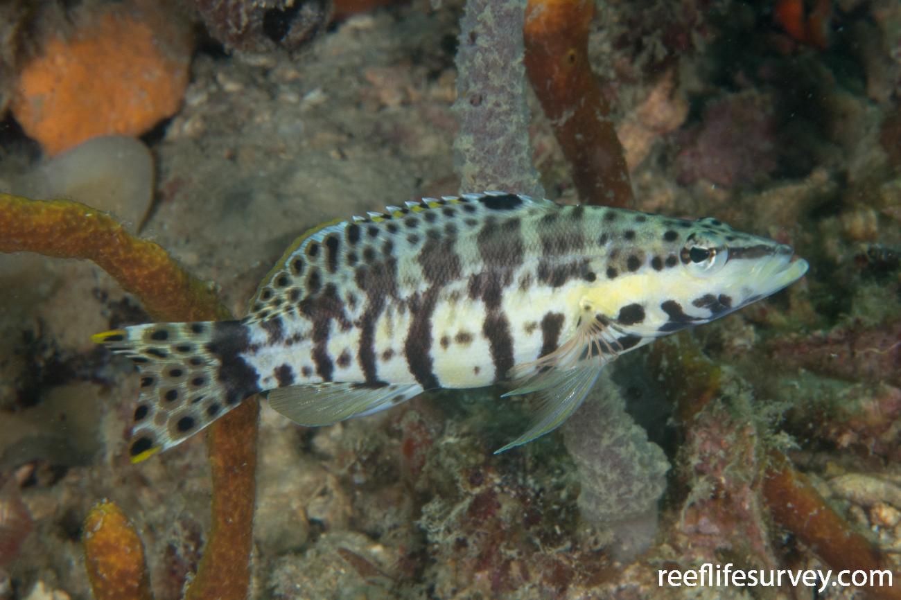 Serranus tigrinus - Harlequin Bass | ReefLifeSurvey.com