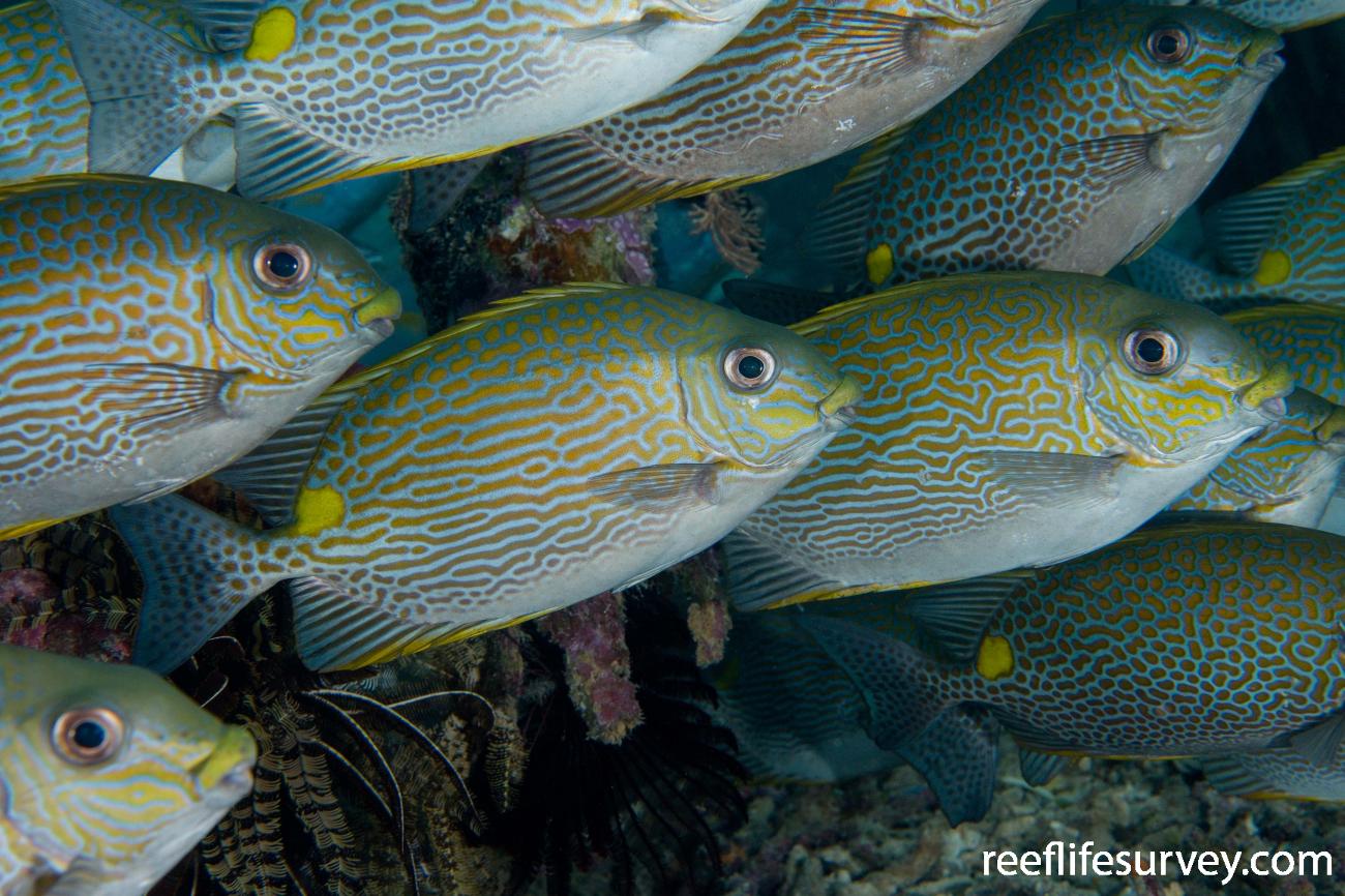 Siganus lineatus - Lined Rabbitfish | ReefLifeSurvey.com