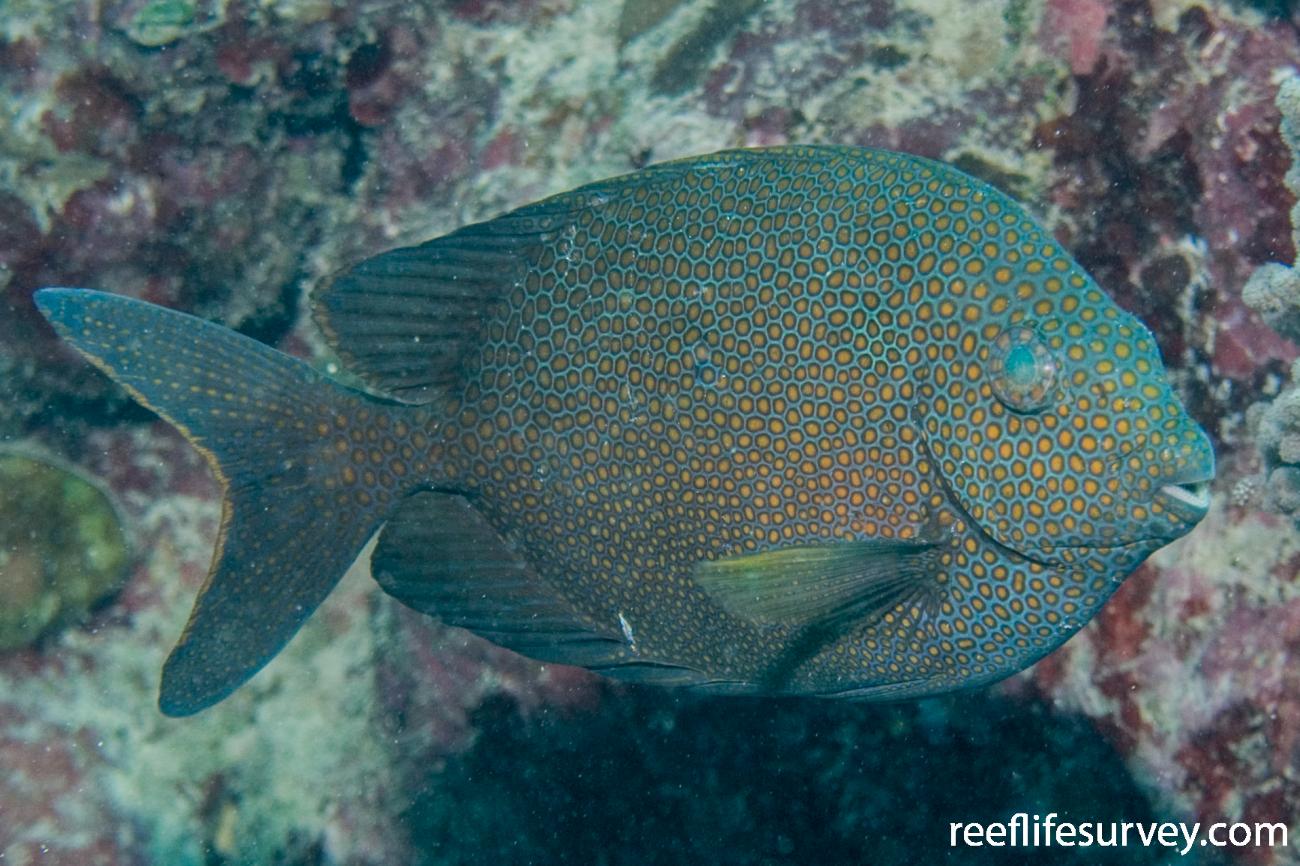 Siganus punctatus - Gold-spotted Rabbitfish | ReefLifeSurvey.com