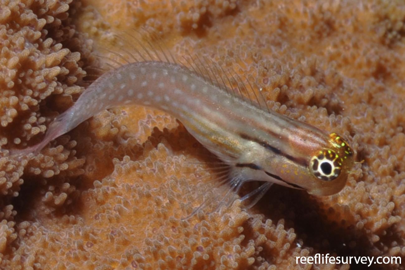 Ecsenius dentex - Combtooth Blenny | ReefLifeSurvey.com