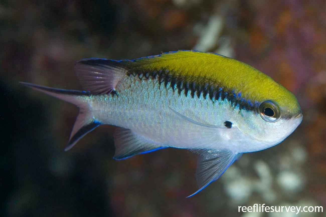 Chromis nitida - Yellow-back Puller | ReefLifeSurvey.com