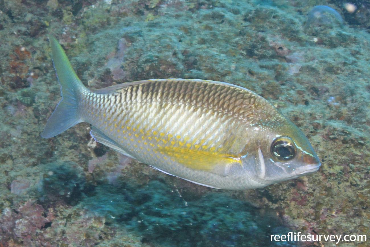 Scolopsis margaritifer - Pearly Monocle Bream | ReefLifeSurvey.com