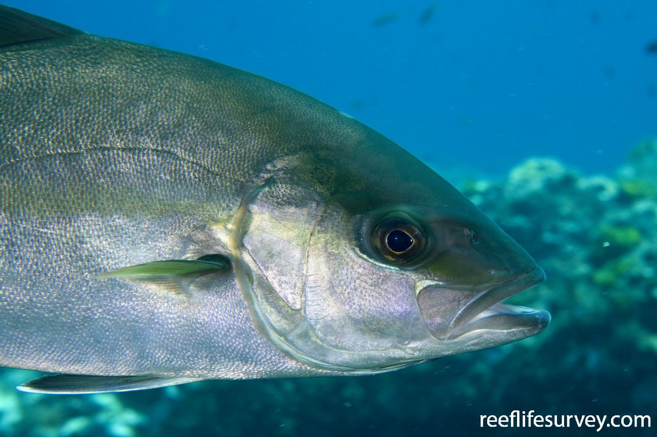 Seriola dumerili - Amberjack | ReefLifeSurvey.com