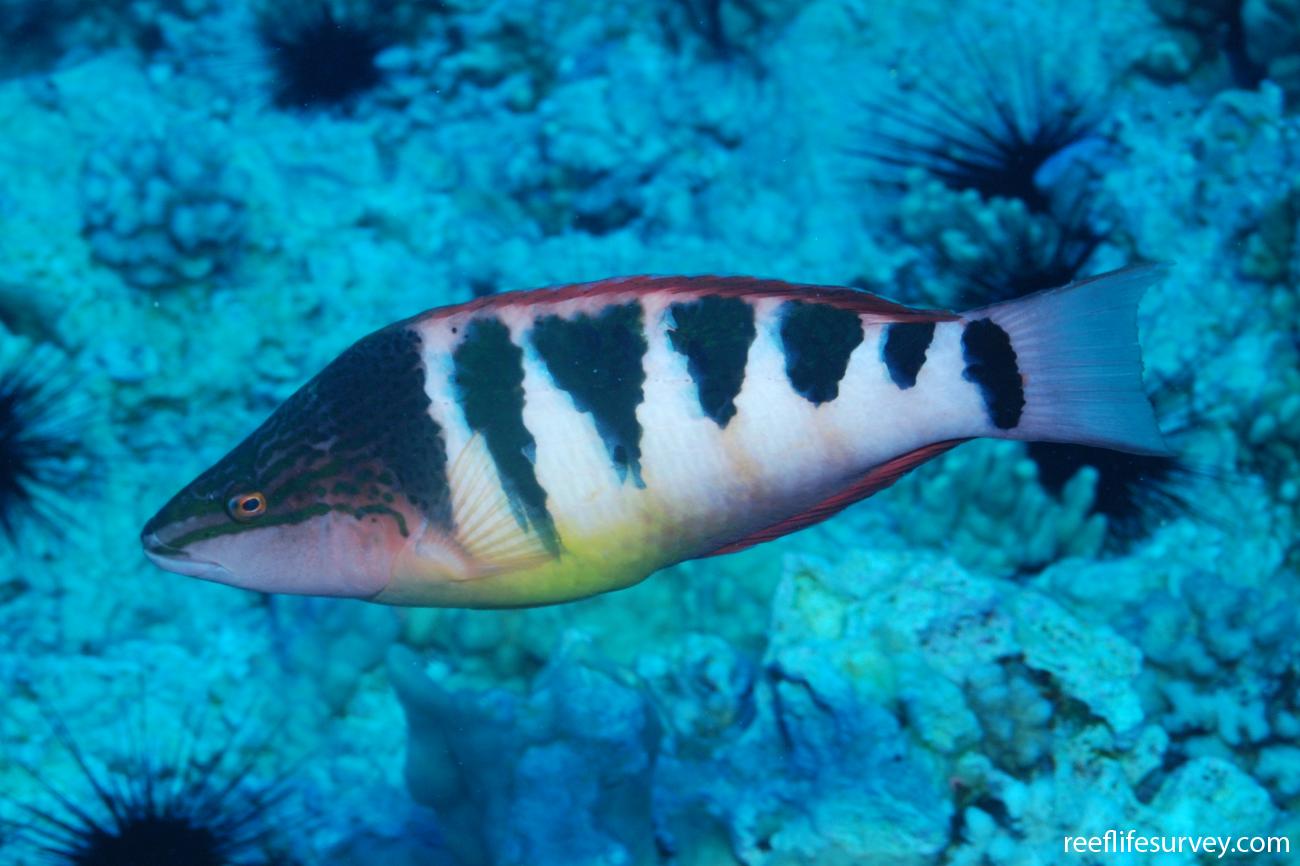 Pseudolabrus semifasciatus - Halfbarred Wrasse | ReefLifeSurvey.com