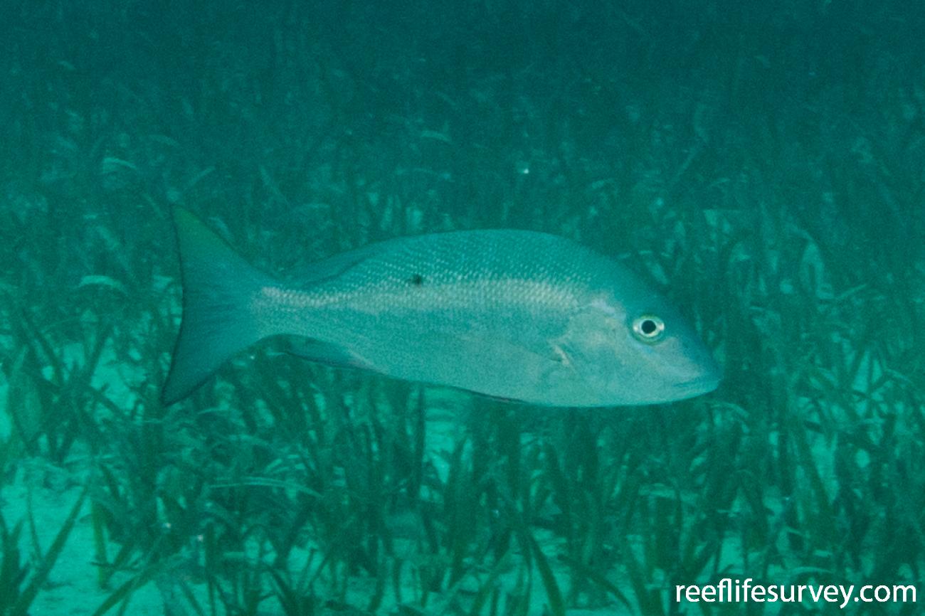 Lutjanus analis - Mutton Snapper | ReefLifeSurvey.com