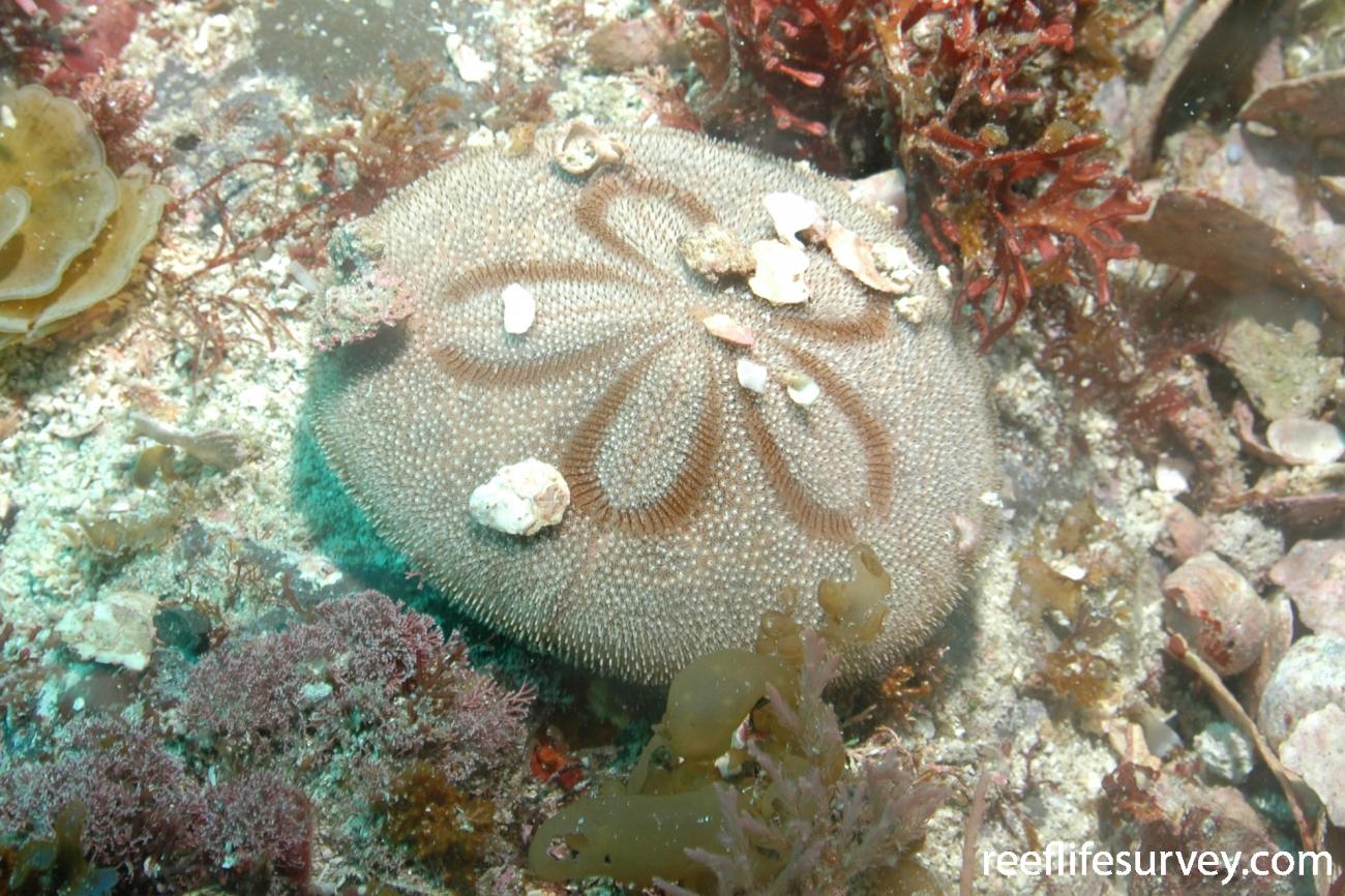 Clypeaster japonicus - Sea Biscuit | ReefLifeSurvey.com