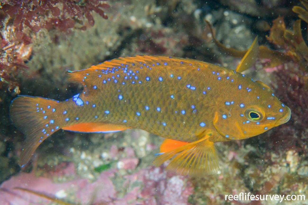 Hypsypops rubicundus - Garibaldi Damselfish | ReefLifeSurvey.com