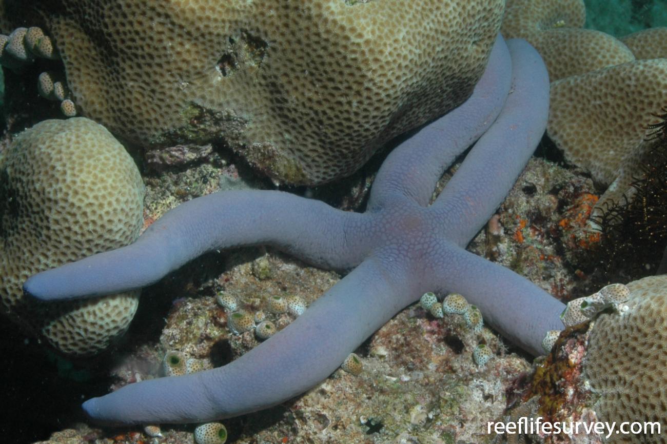 Linckia laevigata - Seastar | ReefLifeSurvey.com