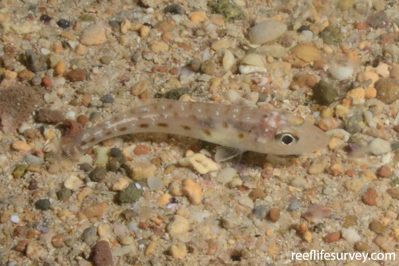 Sillago burrus - Western Trumpeter Sillago | ReefLifeSurvey.com