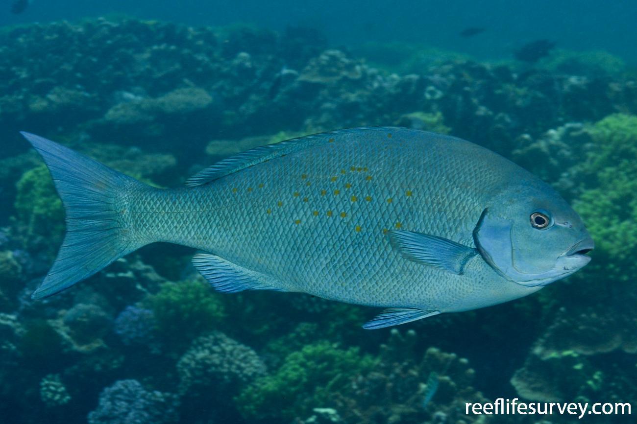 Girella cyanea - Blue Drummer | ReefLifeSurvey.com