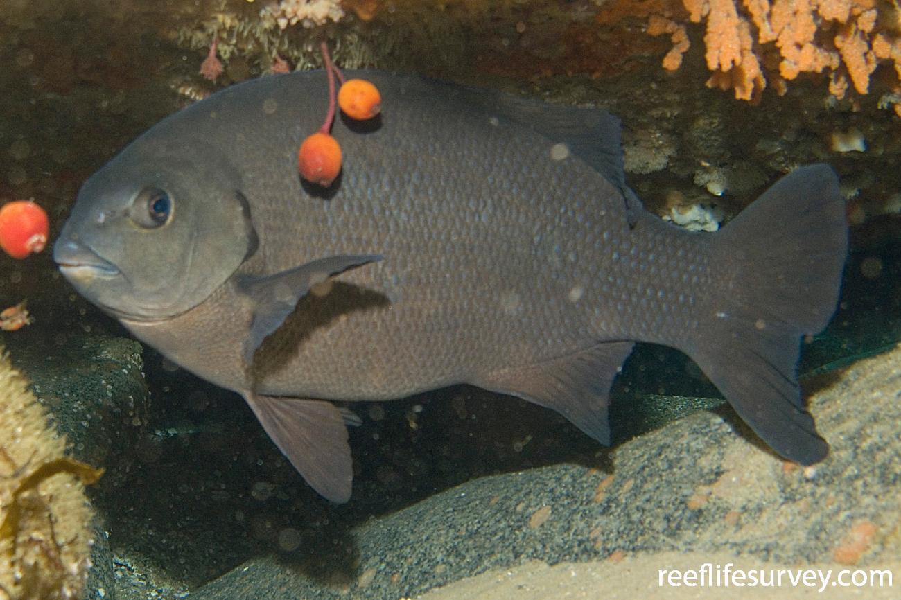 Girella elevata - Rock Blackfish | ReefLifeSurvey.com