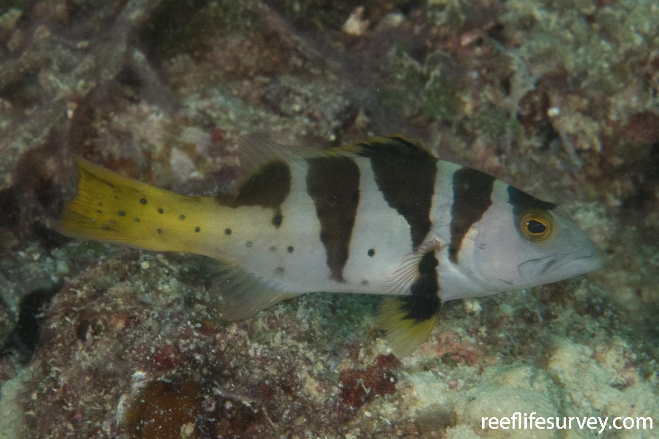 Plectropomus laevis - Bluespotted Coral Trout | ReefLifeSurvey.com