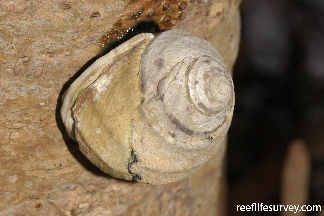 Austrocochlea constricta - Top Shell | ReefLifeSurvey.com