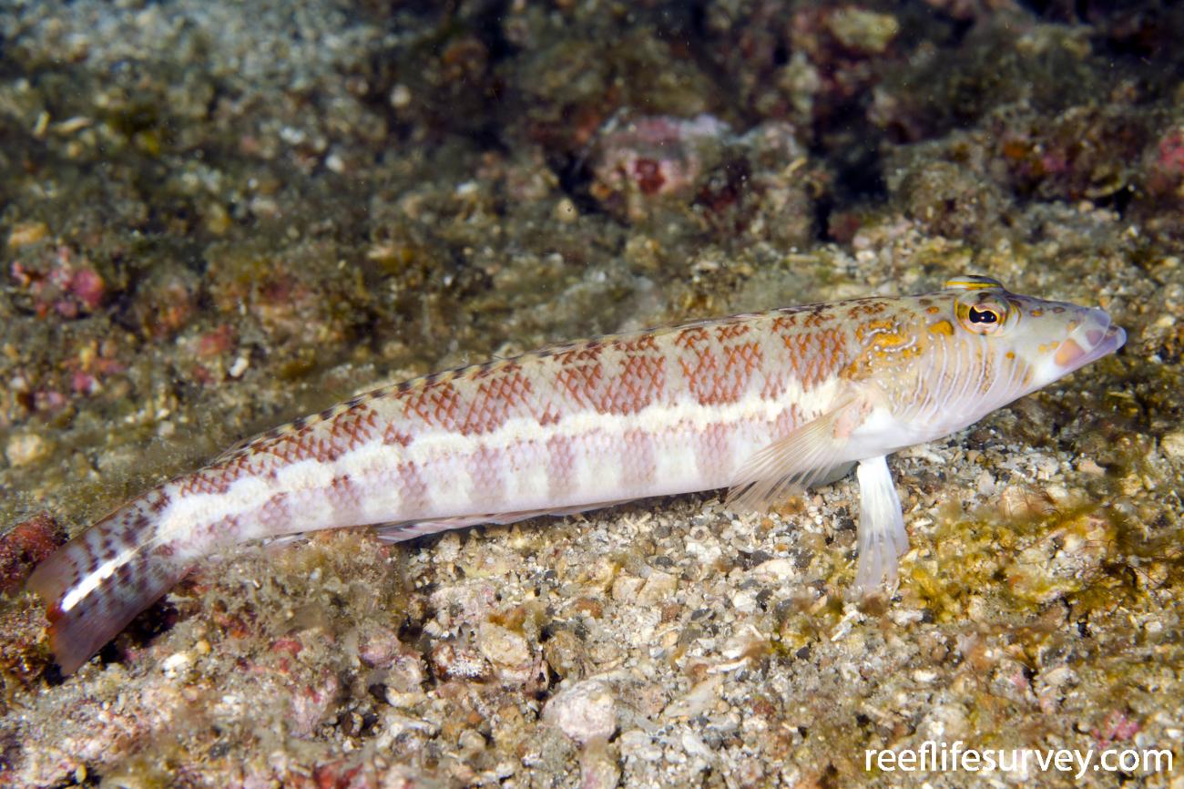 Parapercis xanthozona - Peppered Grubfish | ReefLifeSurvey.com
