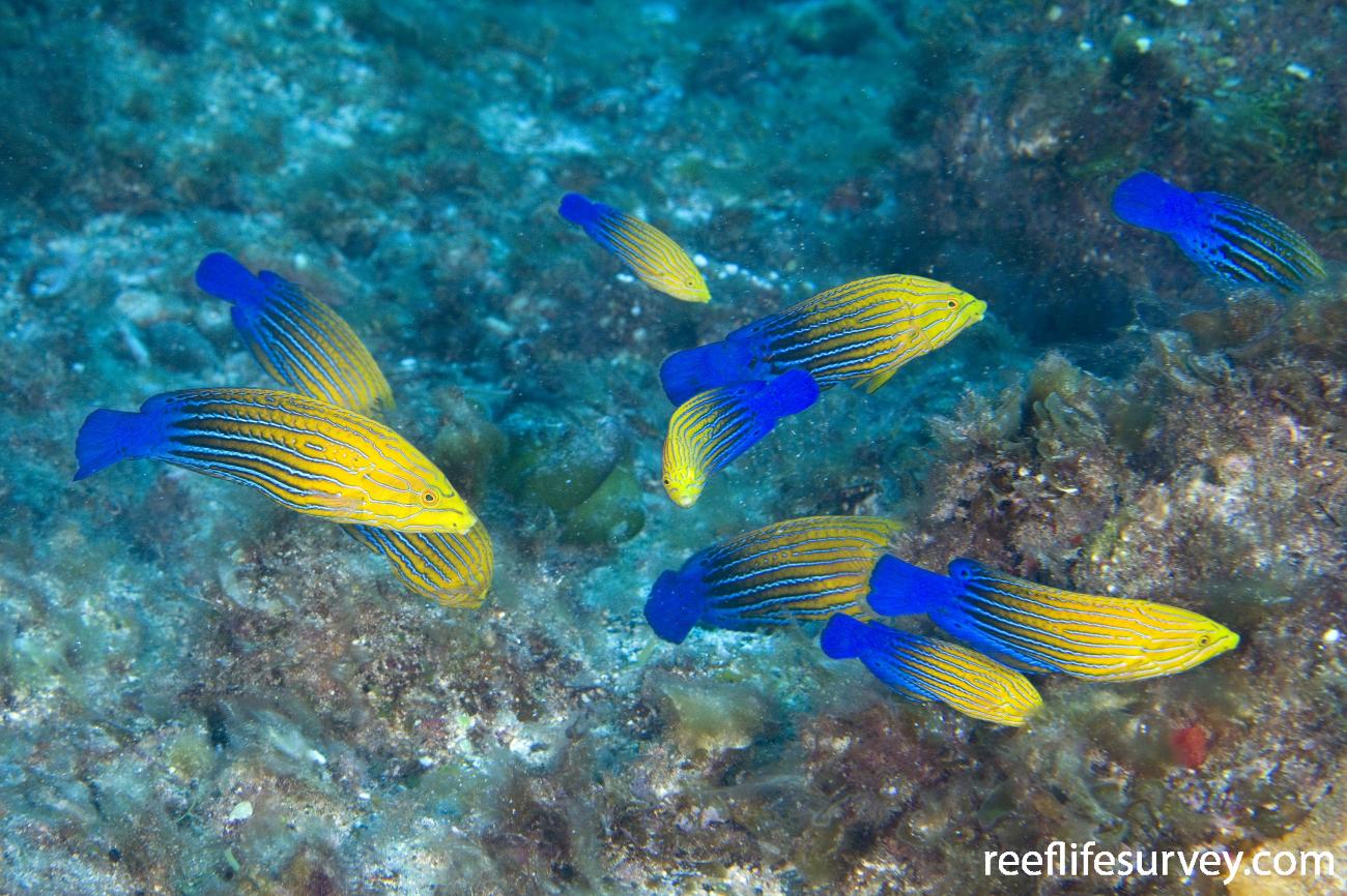 Anampses femininus - Blue-tail Wrasse | ReefLifeSurvey.com