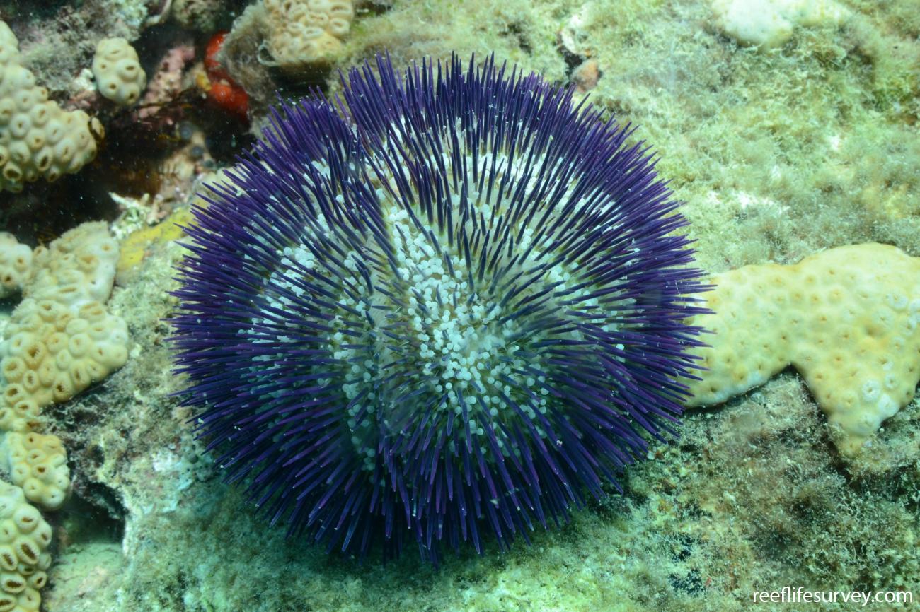 Lytechinus variegatus - Green Sea Urchin | ReefLifeSurvey.com