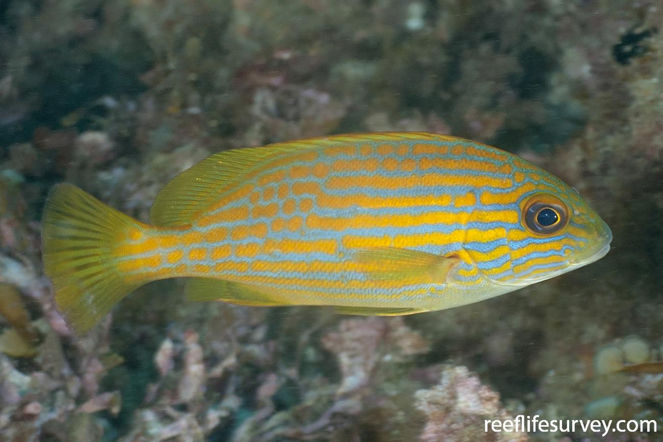 Plectorhinchus flavomaculatus - Gold-spotted Sweetlips | ReefLifeSurvey.com