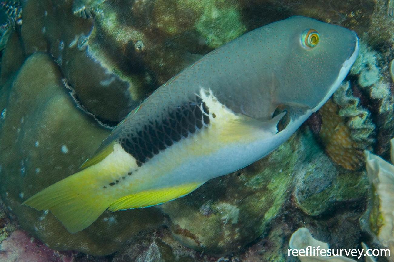 Choerodon anchorago - Anchor Tuskfish | ReefLifeSurvey.com
