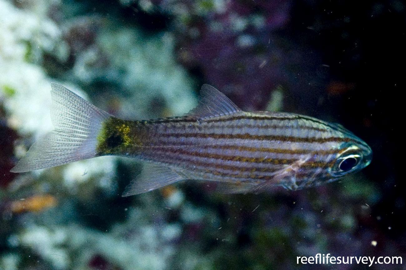 Cheilodipterus artus - Wolf Cardinalfish | ReefLifeSurvey.com