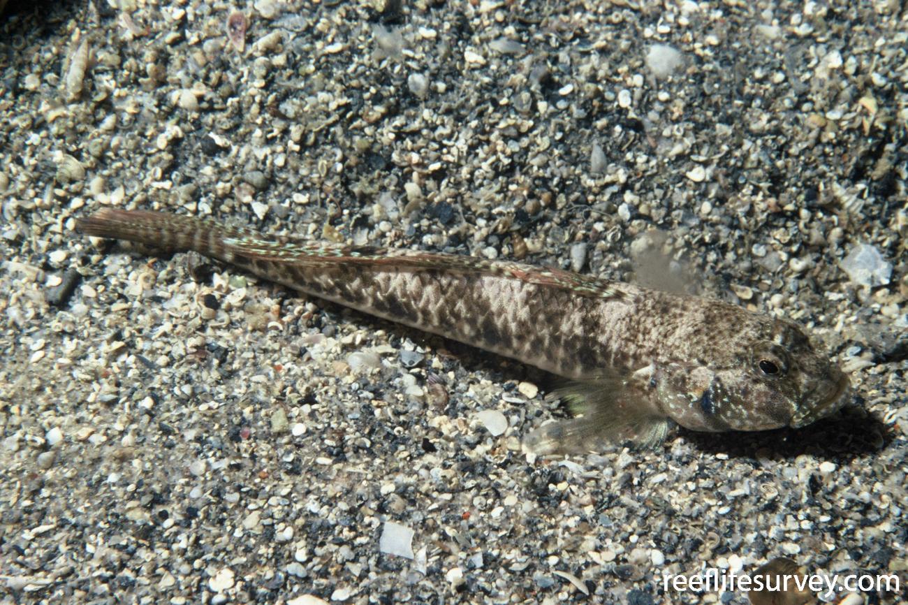 Favonigobius lateralis - Long-finned Goby | ReefLifeSurvey.com