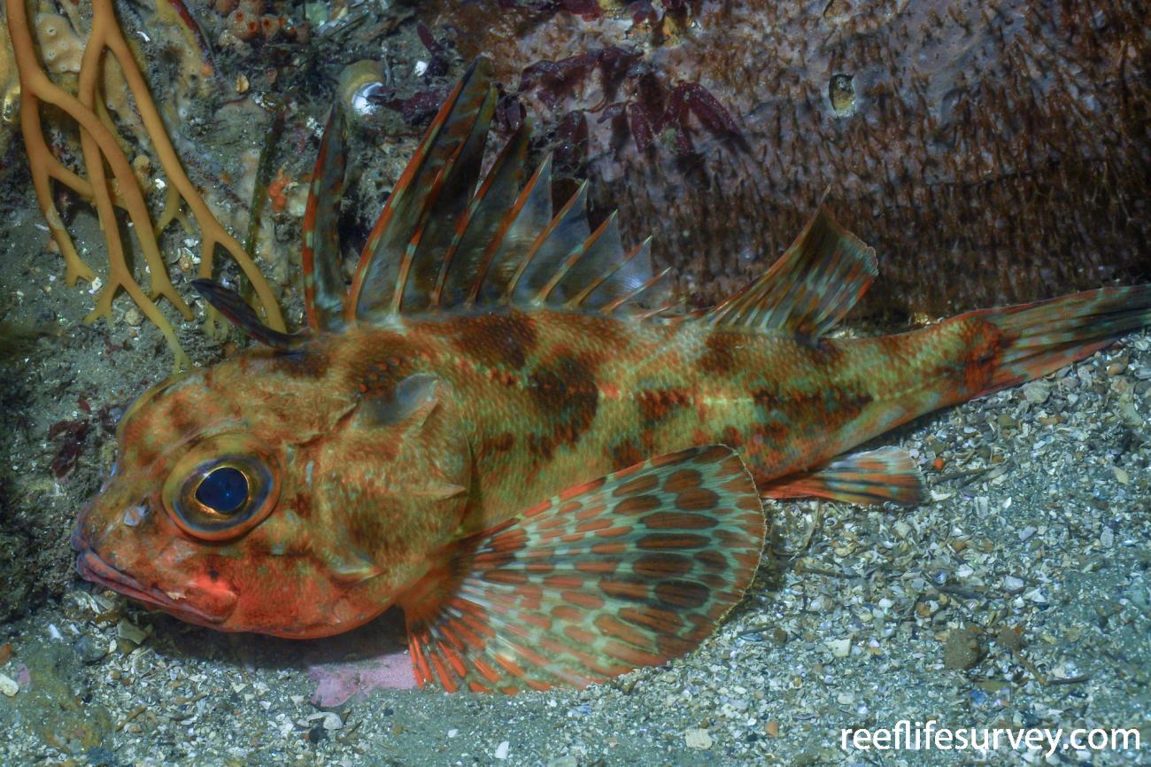 Neosebastes scorpaenoides - Common Gurnard Perch | ReefLifeSurvey.com