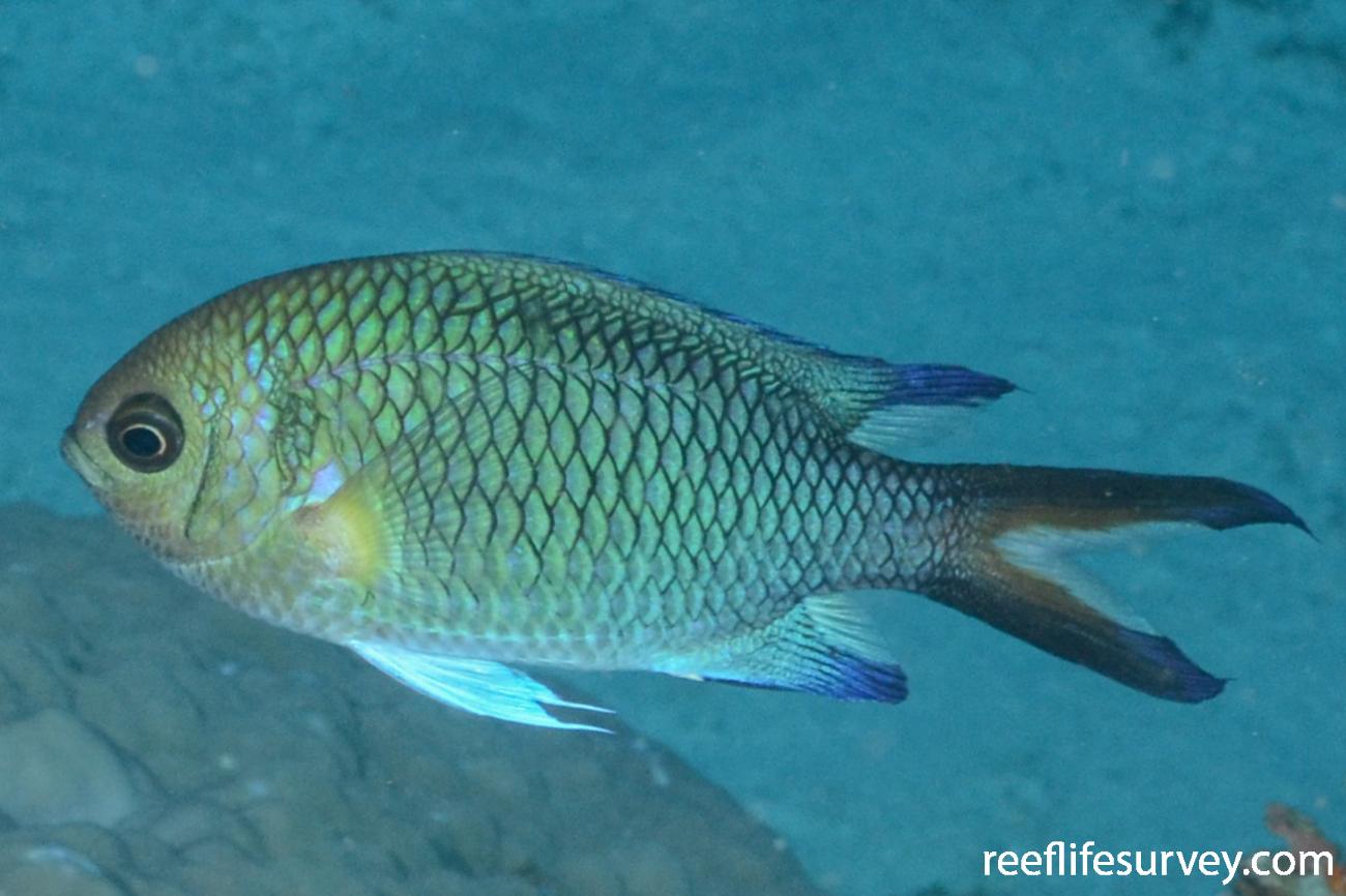 Chromis xanthochira - Yellow-axil Puller | ReefLifeSurvey.com