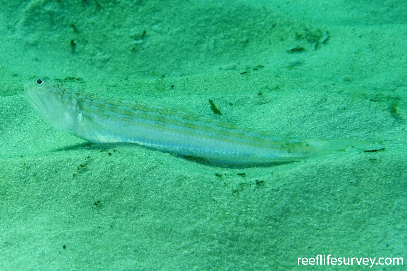 Trachinocephalus myops - Painted Lizardfish | ReefLifeSurvey.com