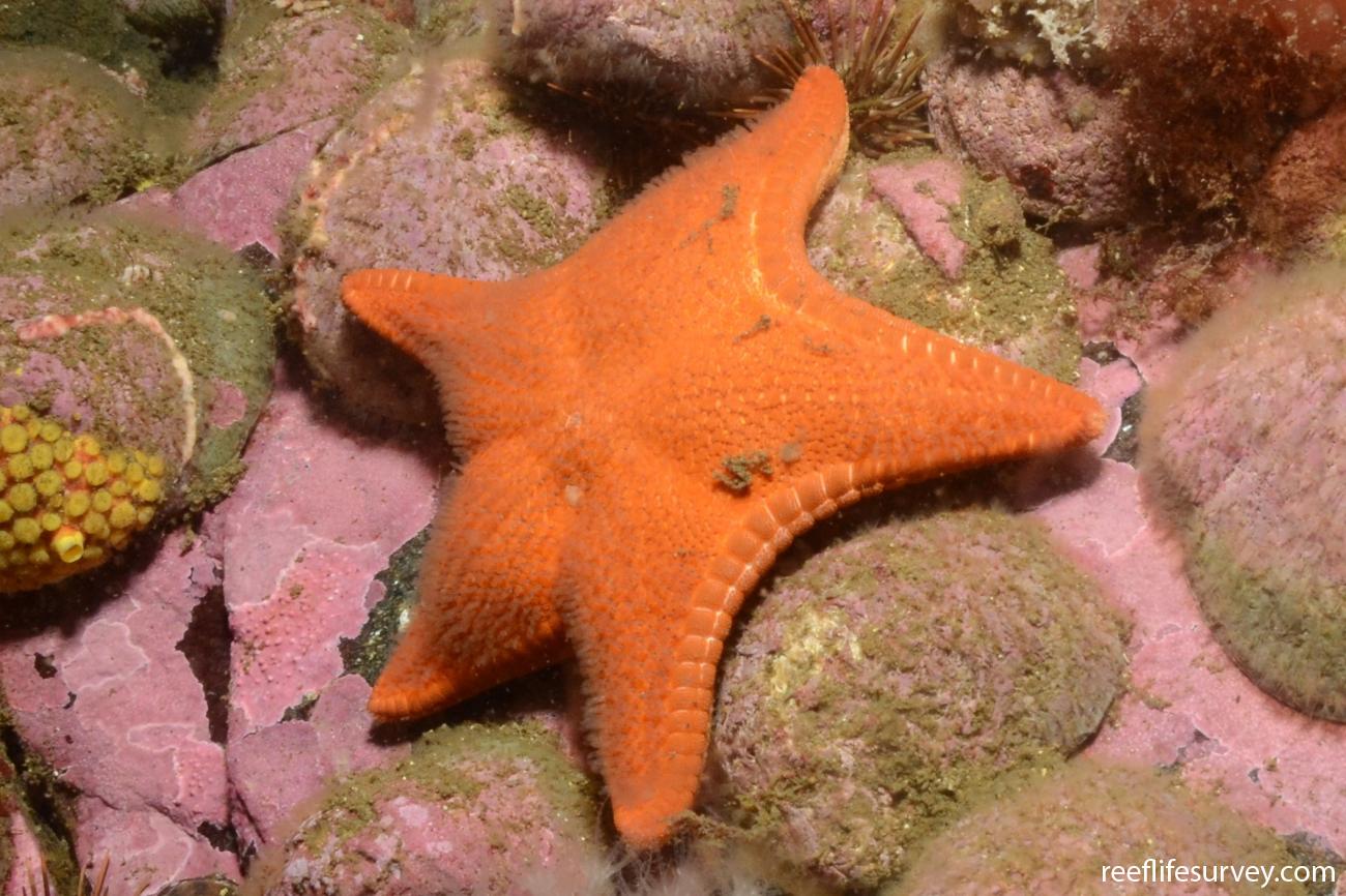 Odontaster penicillatus - Tooth Star | ReefLifeSurvey.com